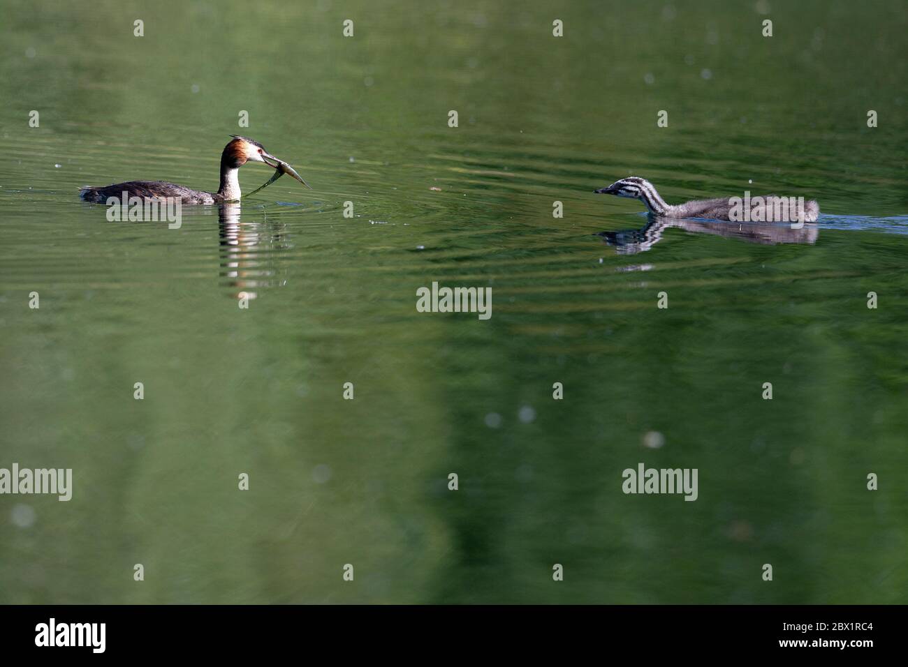 Great crested Grebes uk on lake Stock Photo - Alamy