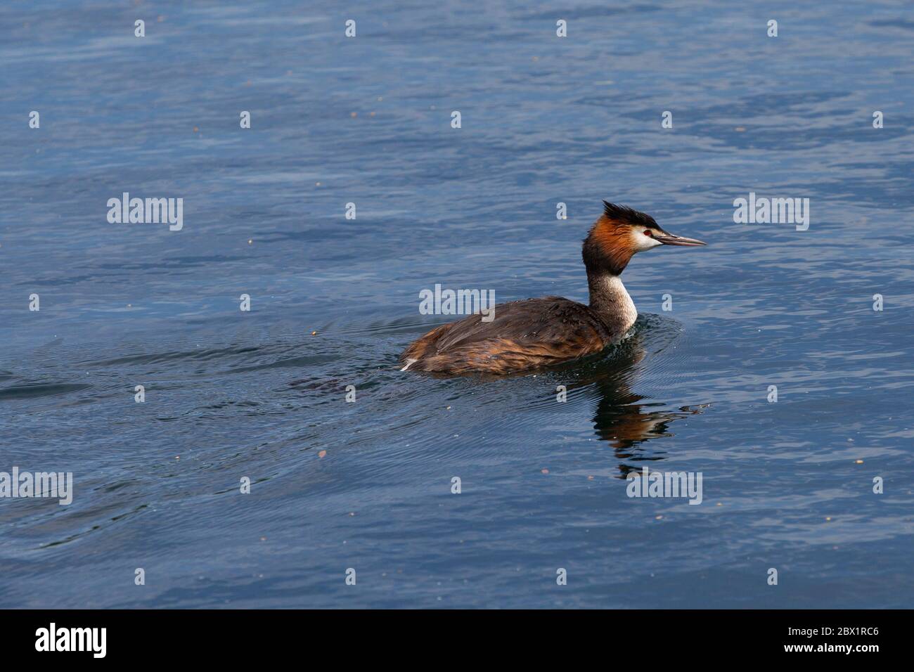 Great crested Grebes uk on lake Stock Photo - Alamy