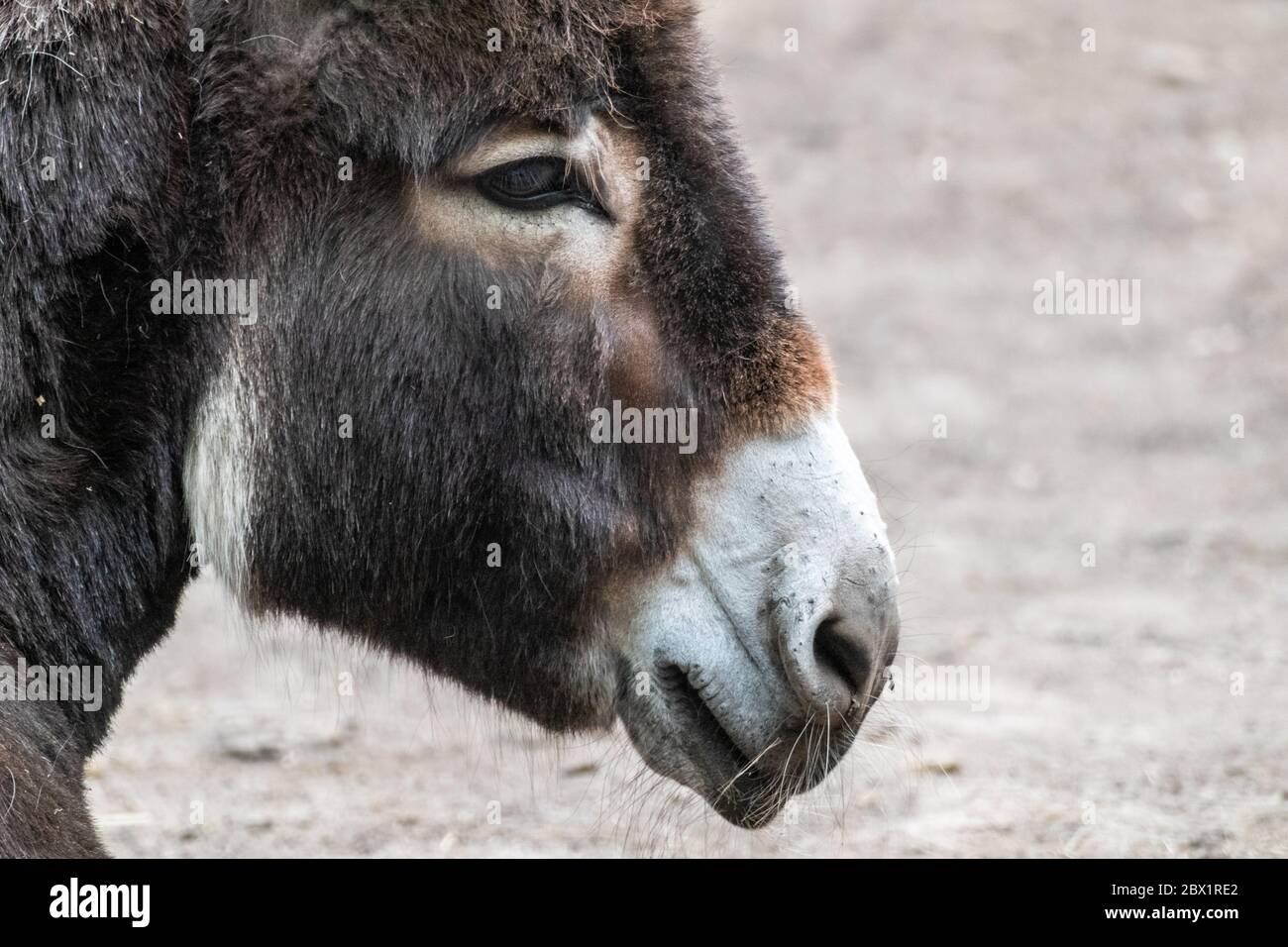 Farm with donkey hi-res stock photography and images - Alamy