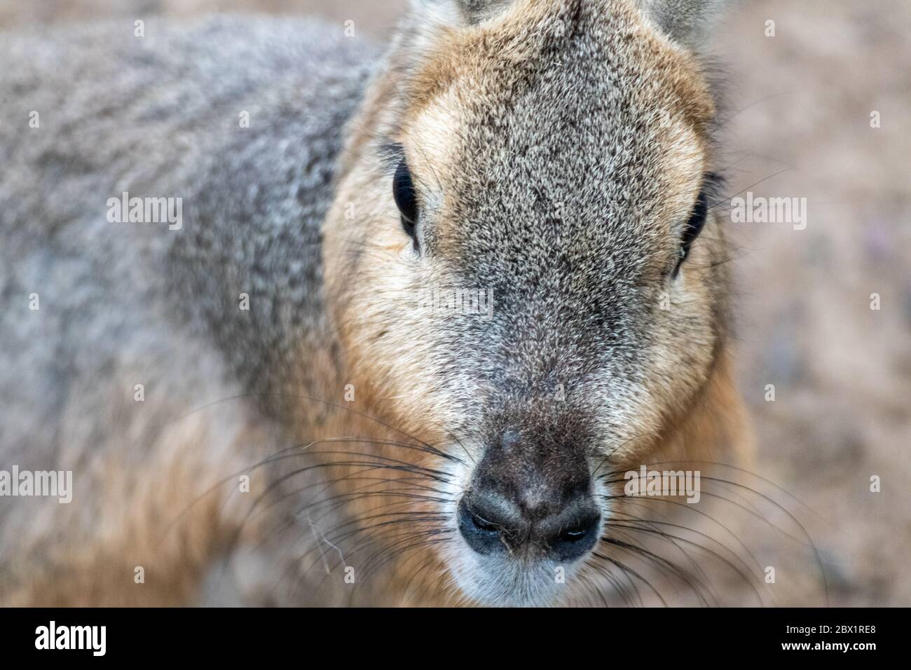 Patagonian mara cute large rodent rabbit-like animal's face close-up ...