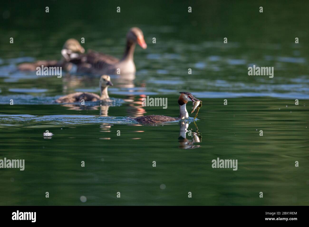 Great crested Grebes uk on lake Stock Photo - Alamy