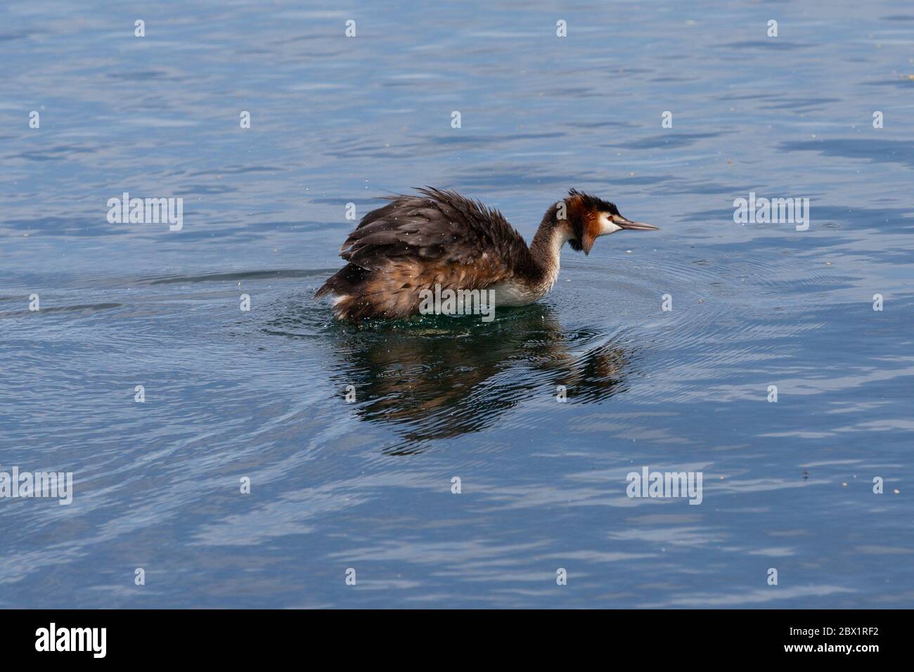 Great crested Grebes uk on lake Stock Photo - Alamy
