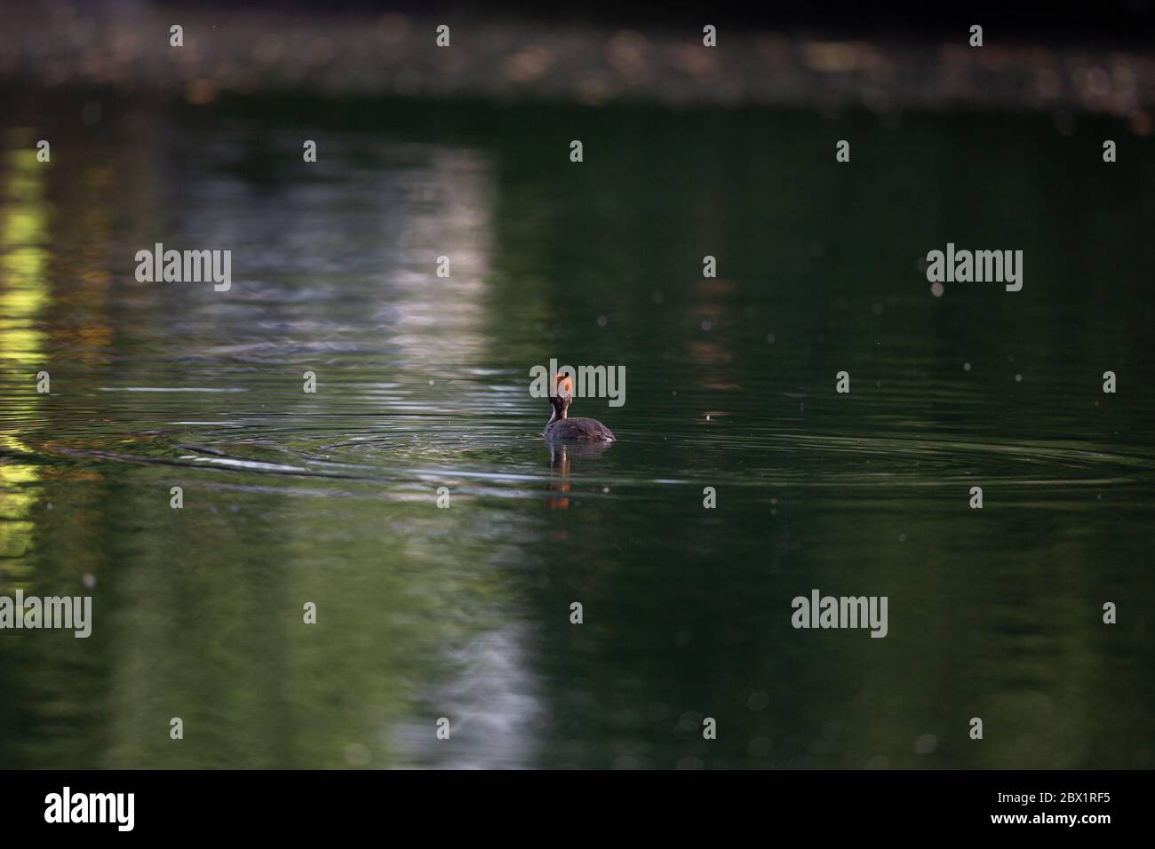 Great crested Grebes uk on lake Stock Photo - Alamy