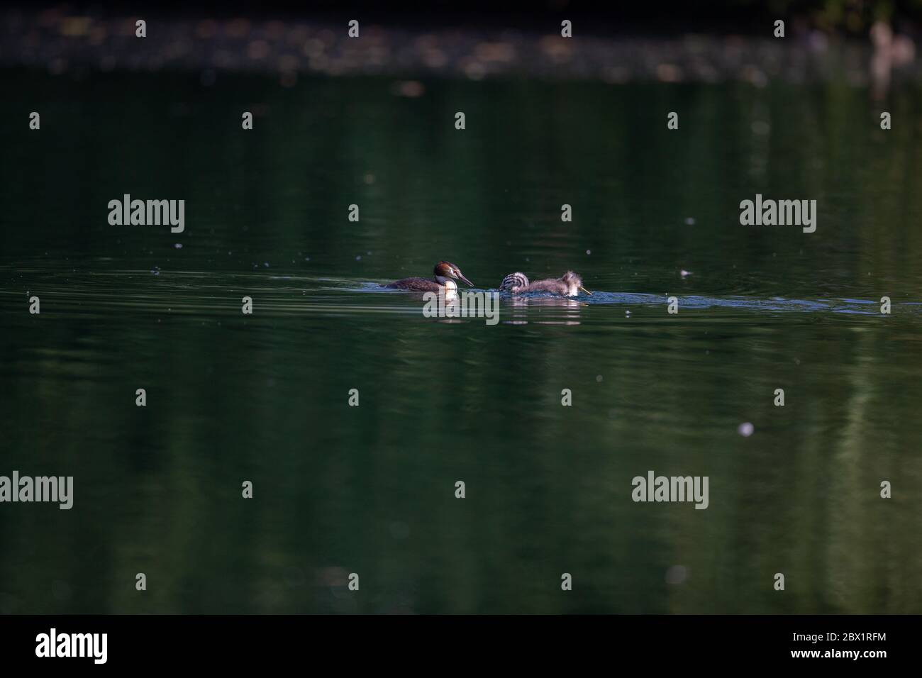 Great crested Grebes uk on lake Stock Photo - Alamy
