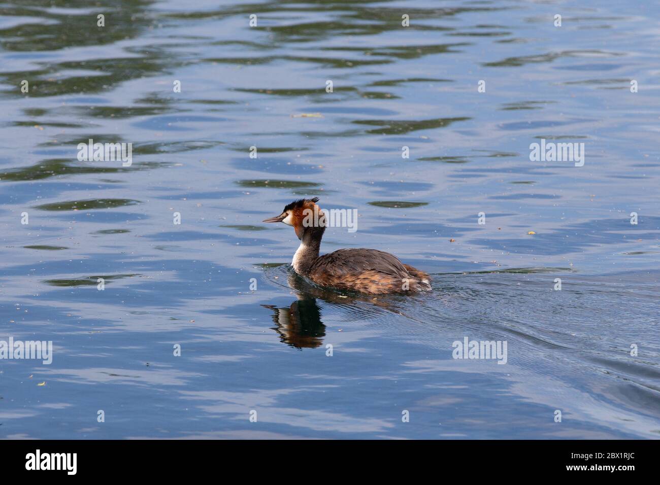 Great crested Grebes uk on lake Stock Photo - Alamy