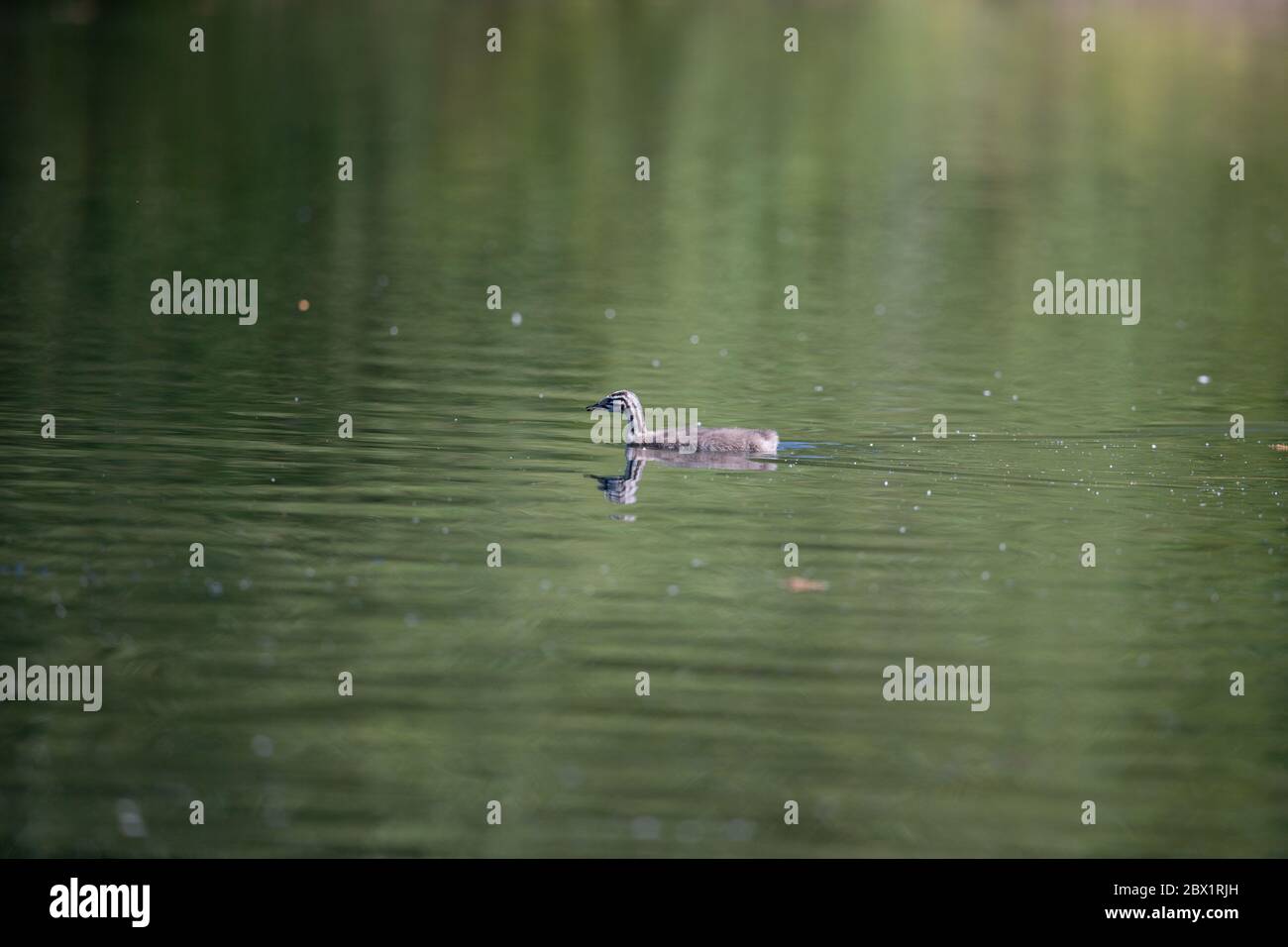 Great crested Grebes uk on lake Stock Photo - Alamy
