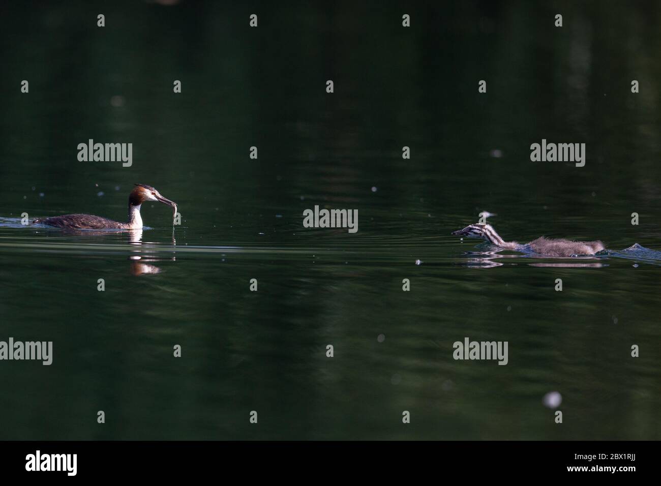 Great crested Grebes uk on lake Stock Photo - Alamy