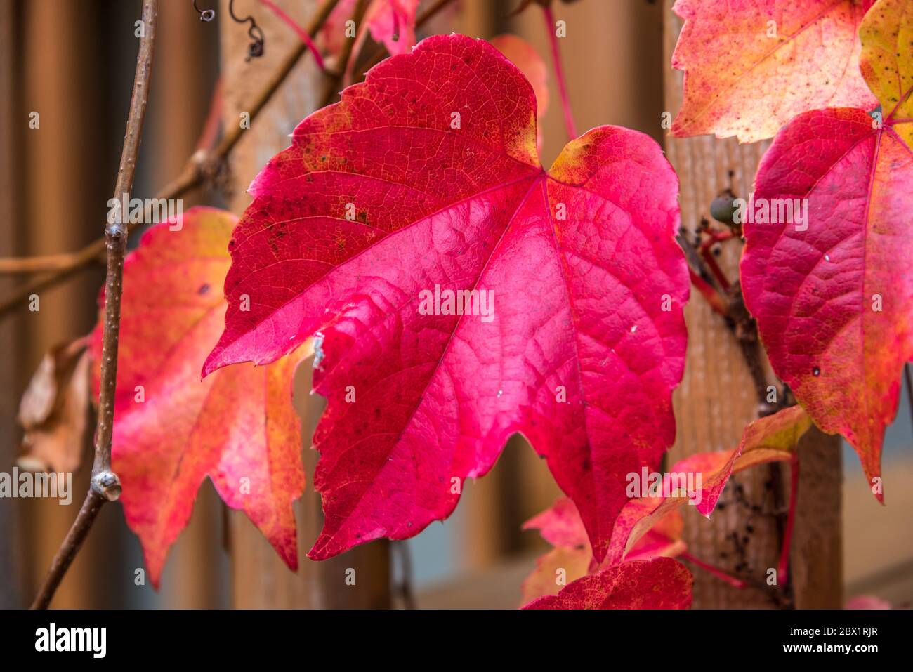 Dark red Boston Ivy leaves over white wall Stock Photo - Alamy