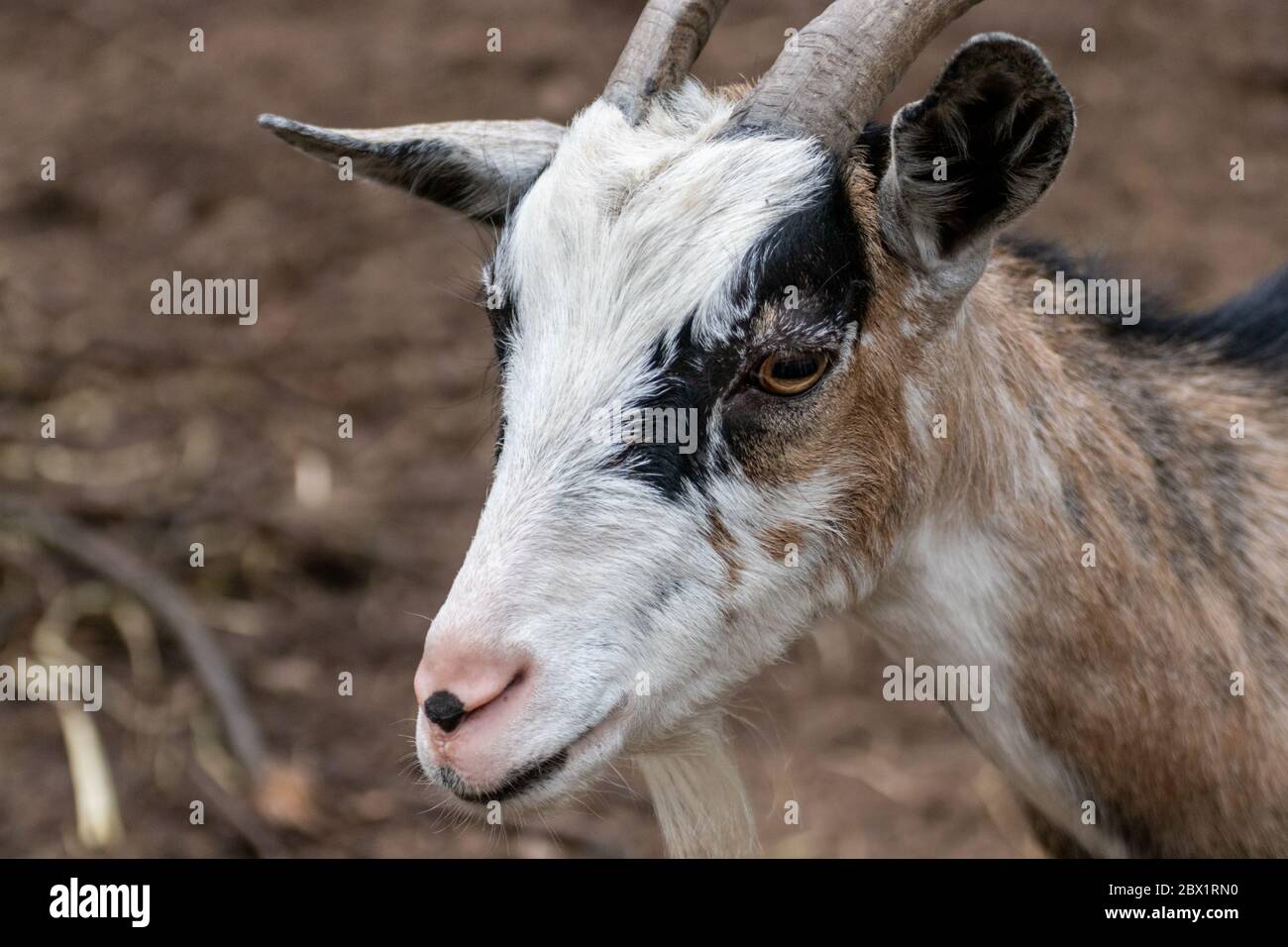 Calico spotted dappled pattern goat head close-up on blurred brown ...