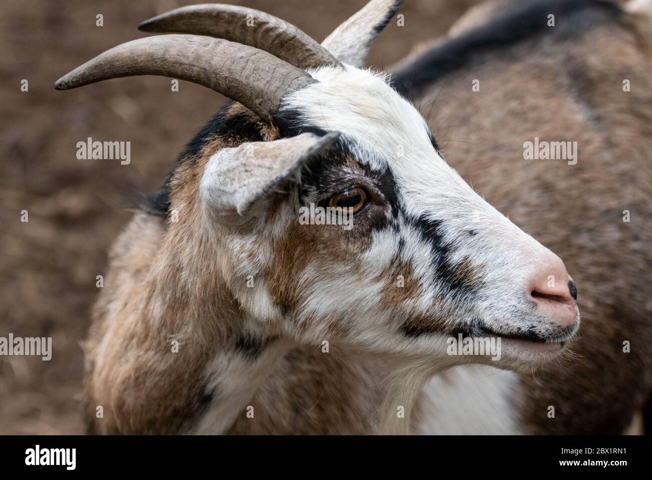 Calico spotted dappled pattern goat head close-up on blurred brown ...