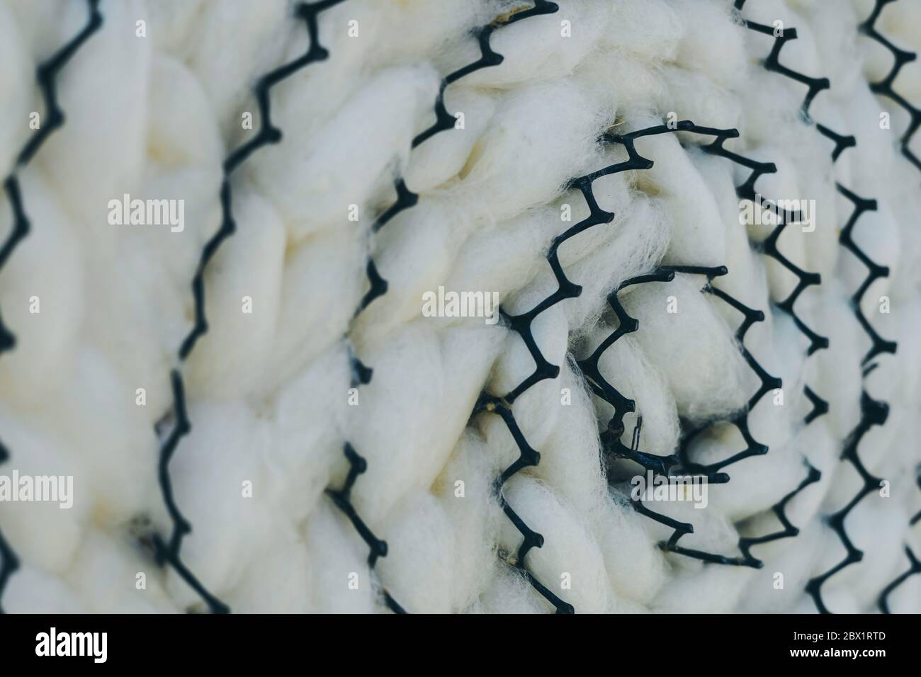 Close up to natural white silkworm cocoon shell in black plastic weave ...
