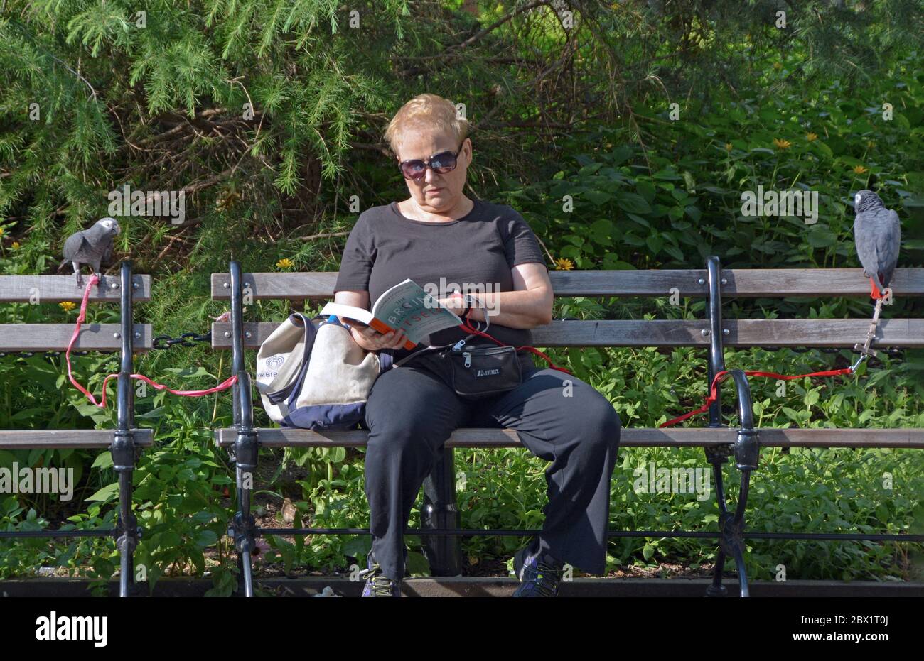 Leash new york city hi-res stock photography and images - Alamy