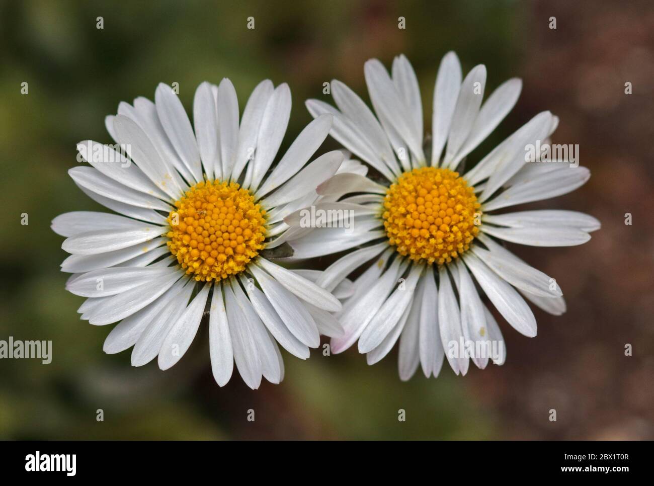 Common weeds uk hi-res stock photography and images - Alamy