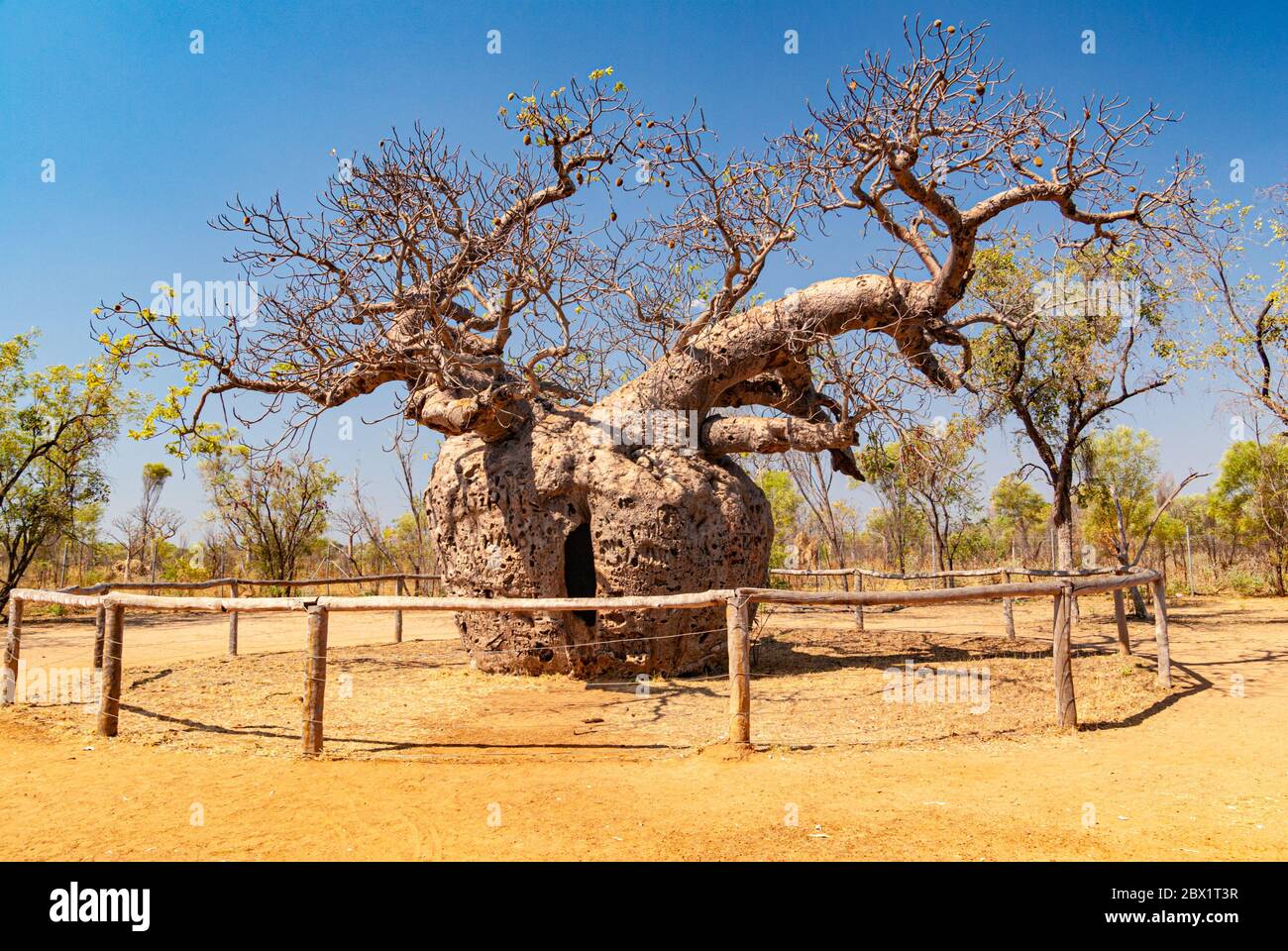 The boab prison tree hi-res stock photography and images - Alamy