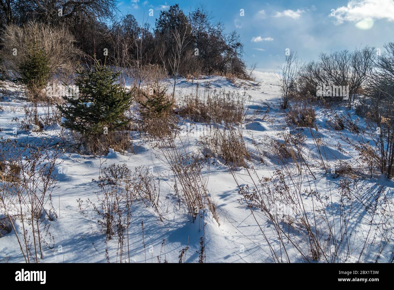 Trees and bushes in snow in winter sunny day Stock Photo - Alamy