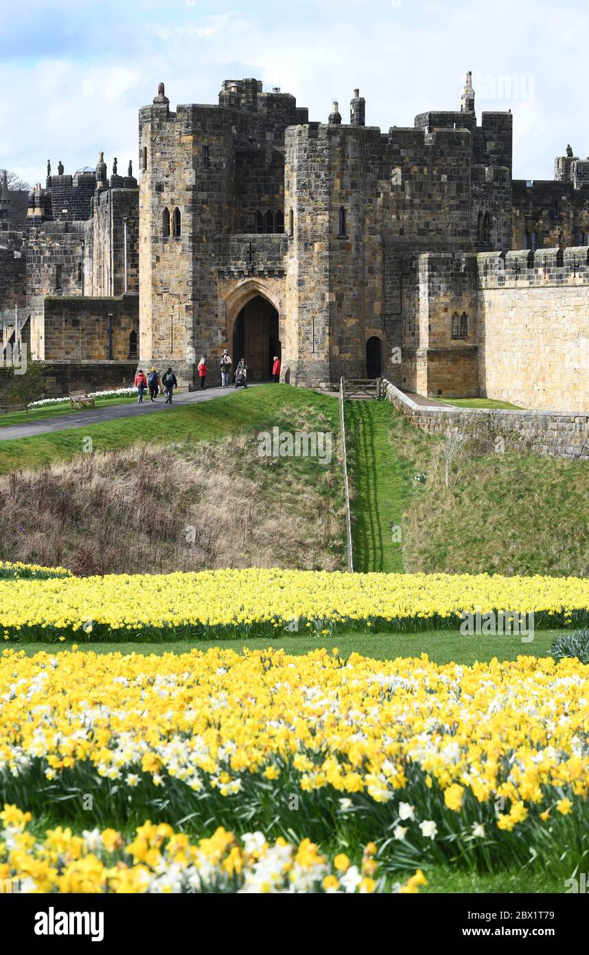 Alnwick Castle in Northumberland with spring daffodils all around Stock ...