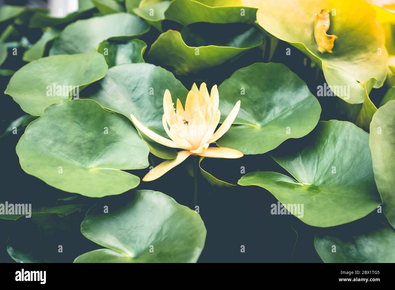 Yellow lotus flower hi-res stock photography and images - Alamy