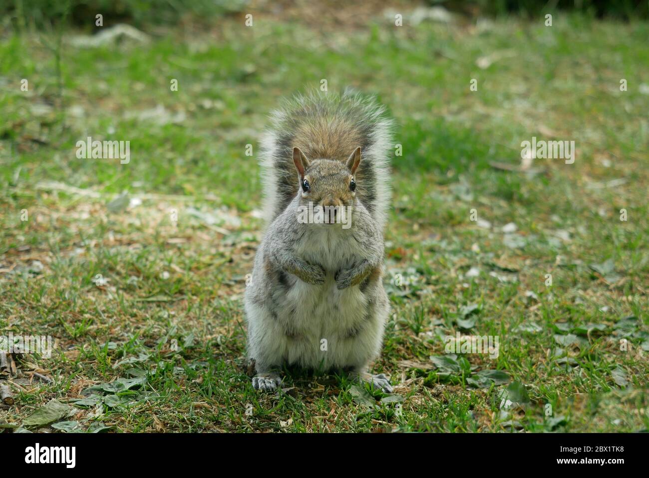 Squirrel sat on grass looking at camera holding paws to chest Stock ...