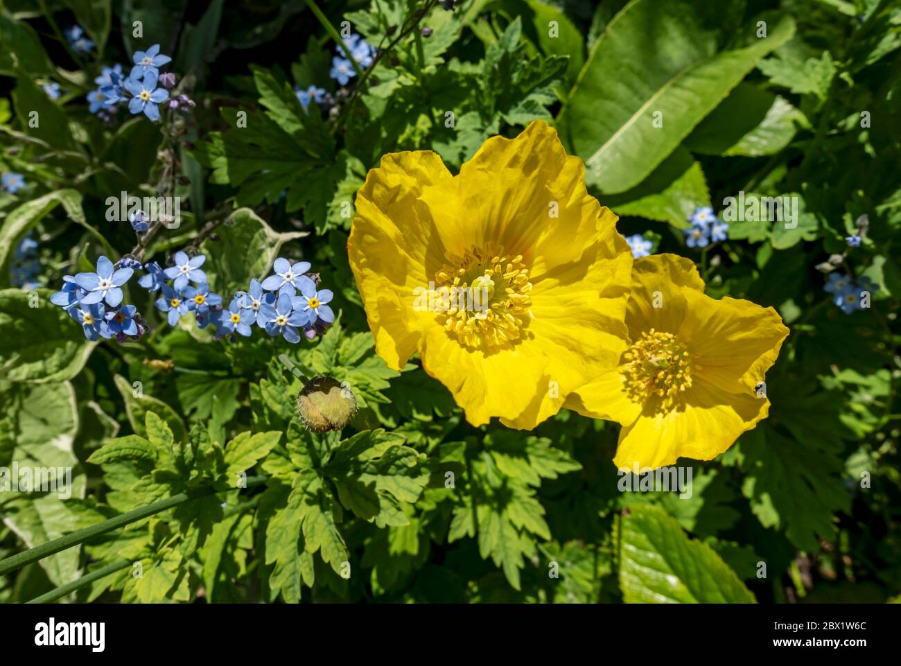 Close up of yellow Welsh poppy poppies and blue forget me not flowers ...