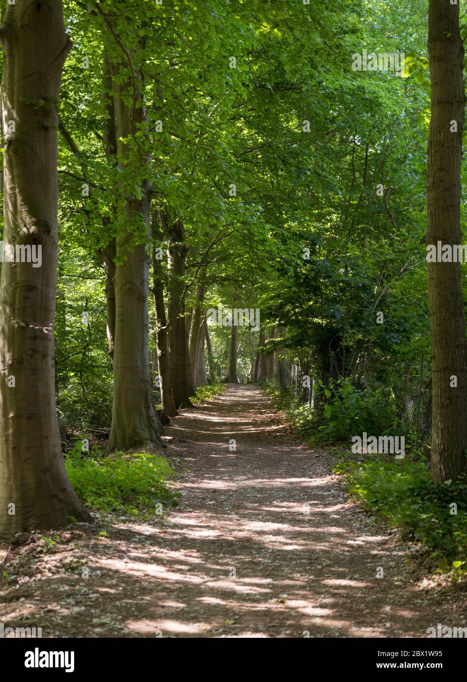 forest walking path with trees and sun and shadows Stock Photo - Alamy