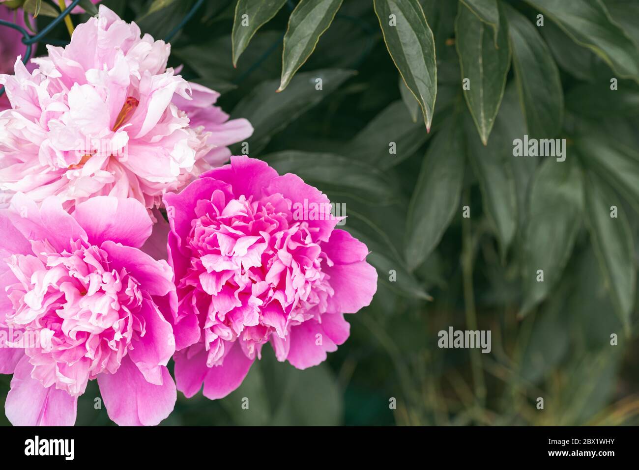 Pink peony flowers head in garden, natural light view from above Stock ...