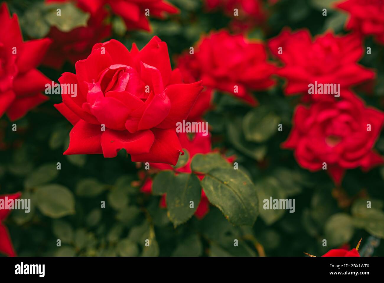 Red Rose on a bush in the Garden Stock Photo - Alamy
