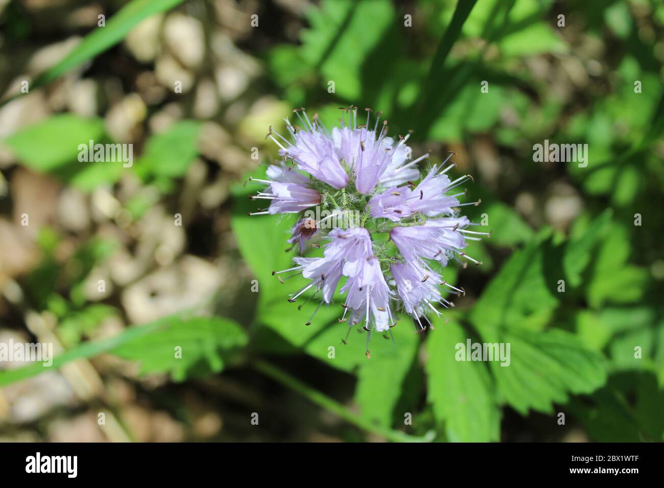 Waterleaf hi-res stock photography and images - Alamy