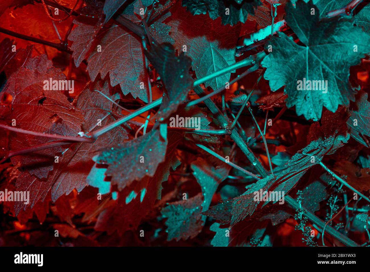 Creative Infrared Color Layout Of leaves. Neon Red And Green Colors ...