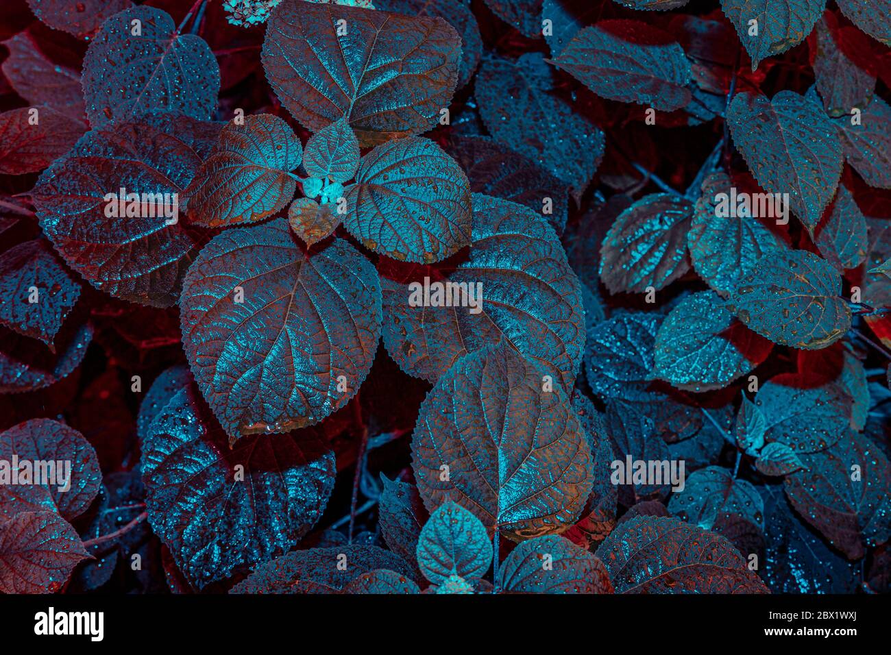Creative Fluorescent Color Layout Of leaves. Neon Infrared Ultraviolet ...