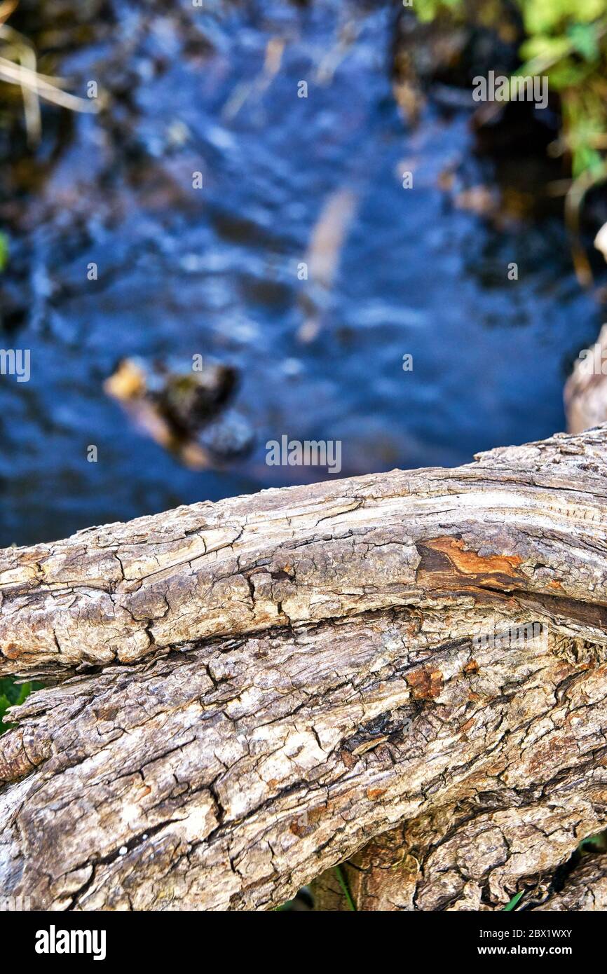 Dried pale colored tree trunk stump with blurred water in the ...