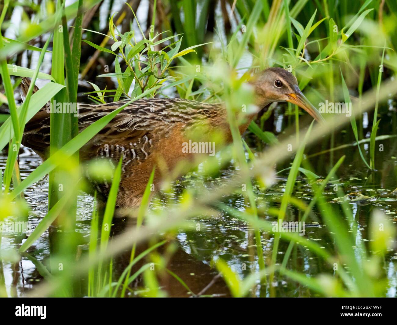 King Rail, Rallus elegans, a migrant rail found in marshes and wetlands ...