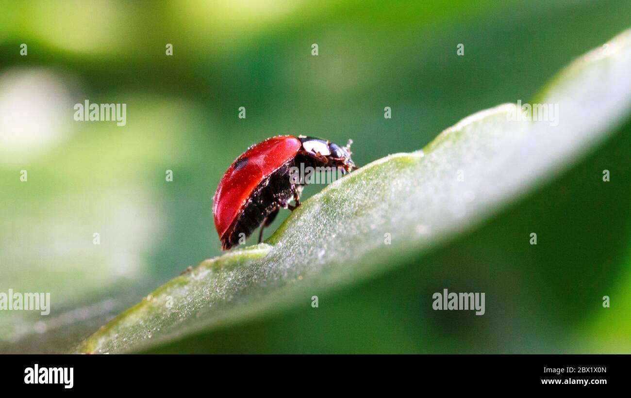 Macro of ladybug on a blade of grass in the morning sun Ladybug - bug ...
