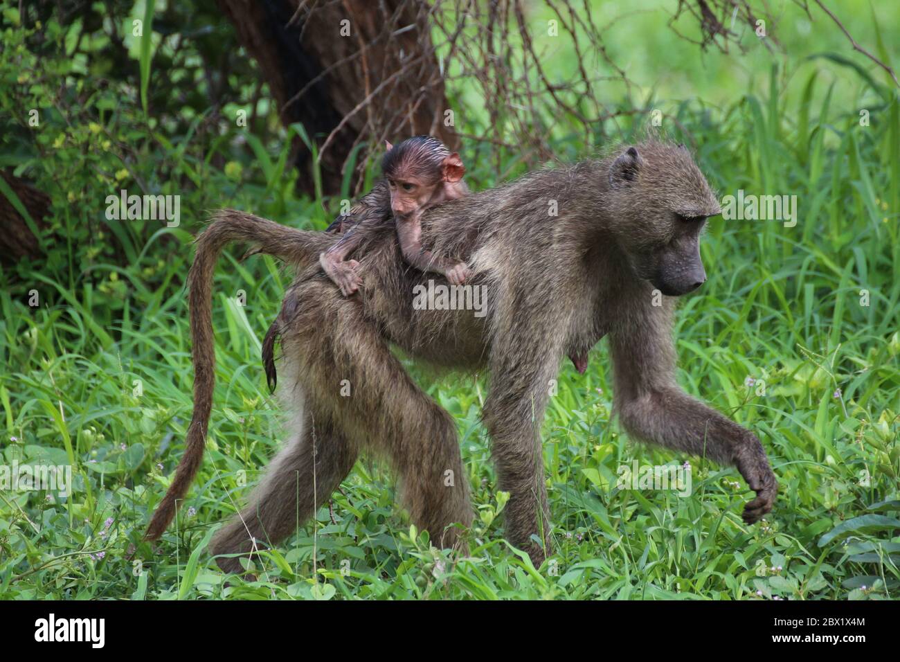 Newborn baboon hi-res stock photography and images - Alamy
