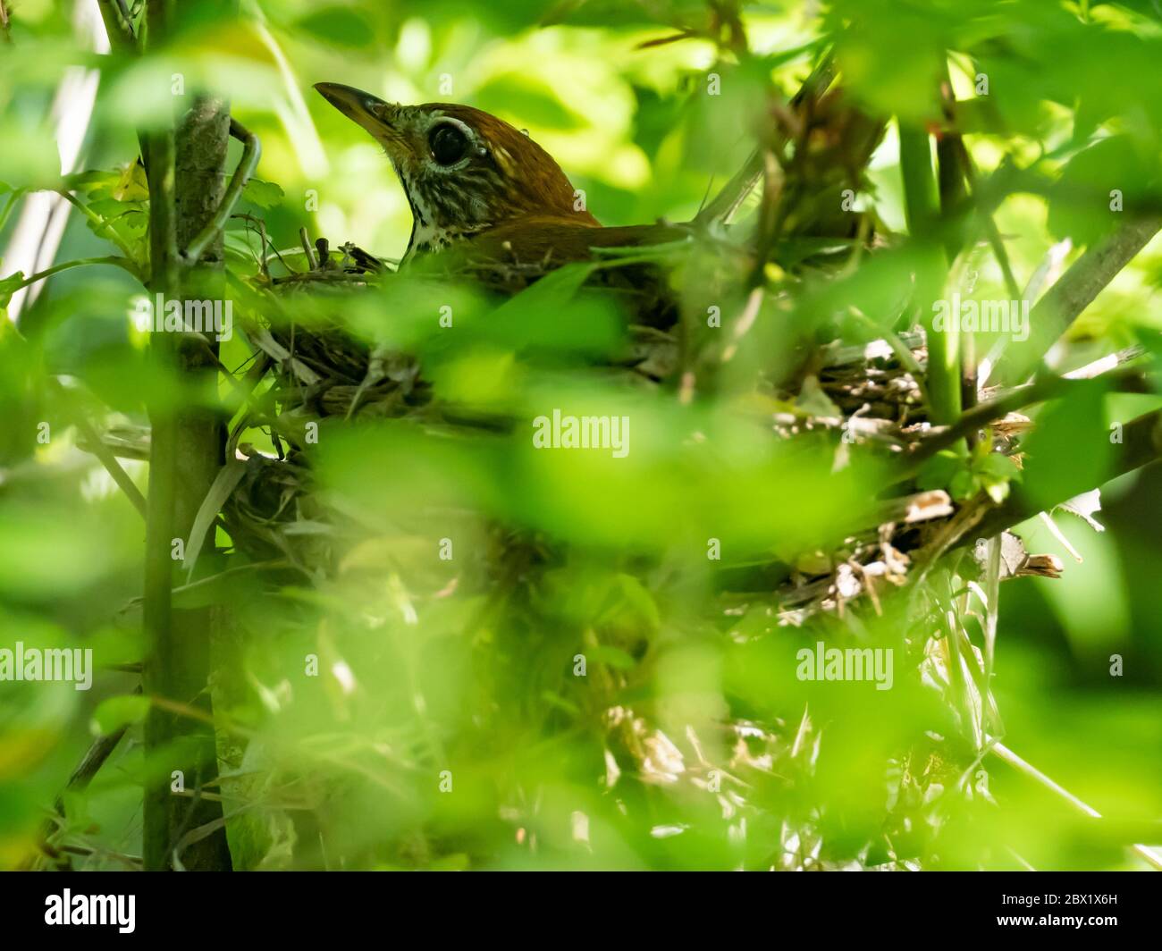 A nesting Wood Thrush, Hylocichla mustelina, at the Wilderness Center ...