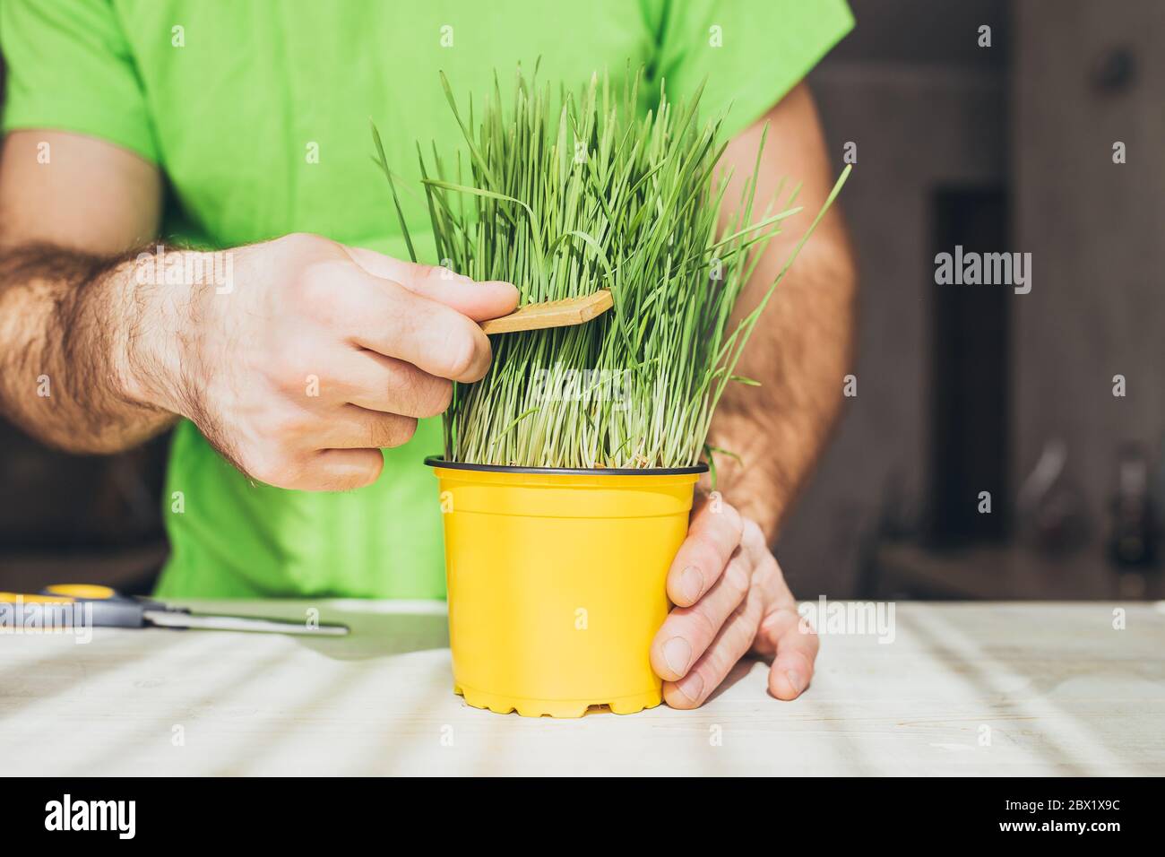 Grass cutting as a haircut - ecology concept - hairdressing Stock Photo ...