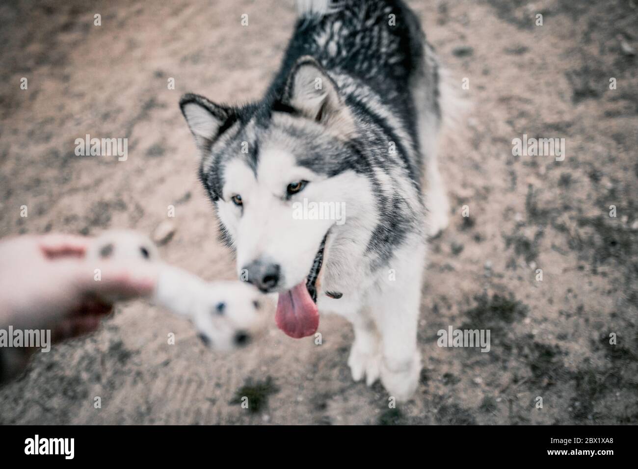 Alaskan Malamute dog face close-up - breeding and selection - pet Stock ...
