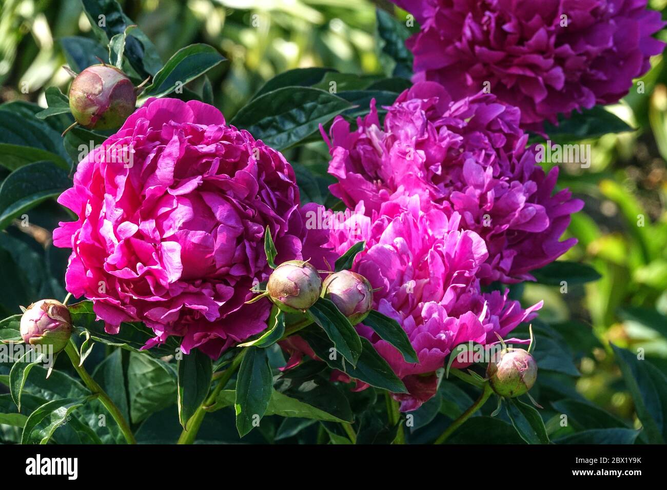 Peony Best Man Peonies Paeonia Stock Photo - Alamy