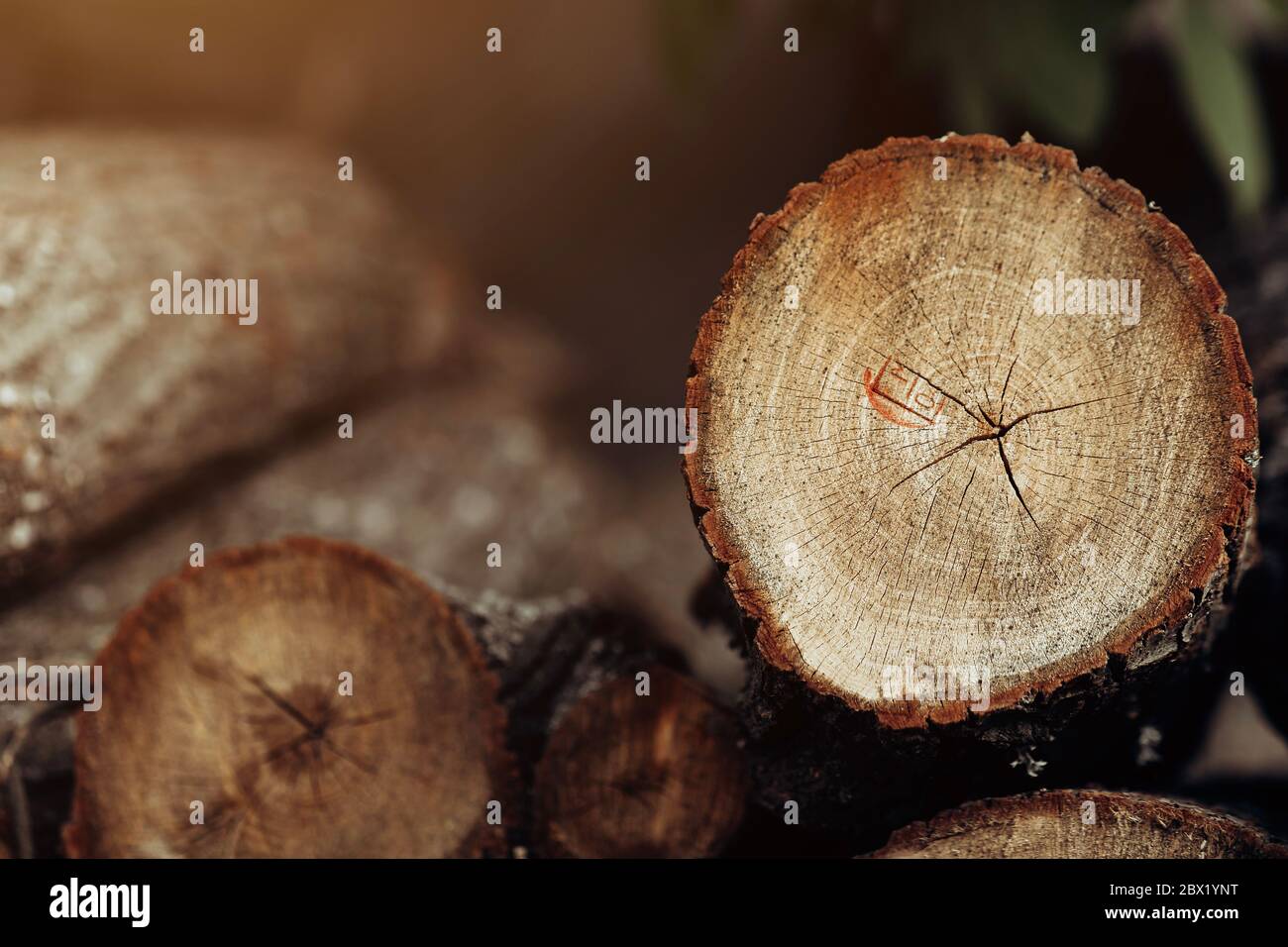 Freshly Cut Trees In The Forest, On The Side Of A Forest Road Stock ...