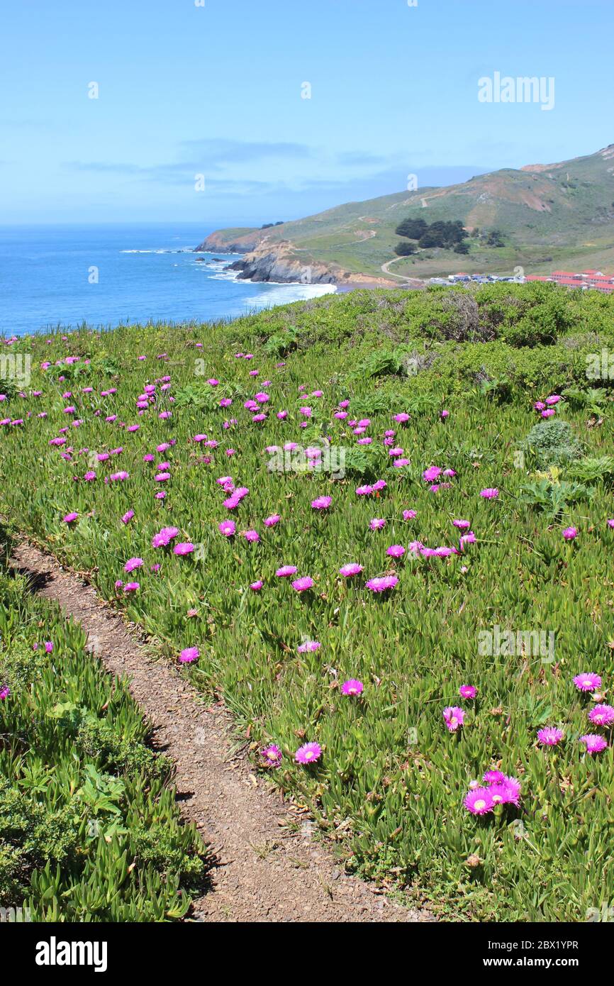 Ice Plants, Fort Barry, Marin Headlands, California Stock Photo - Alamy