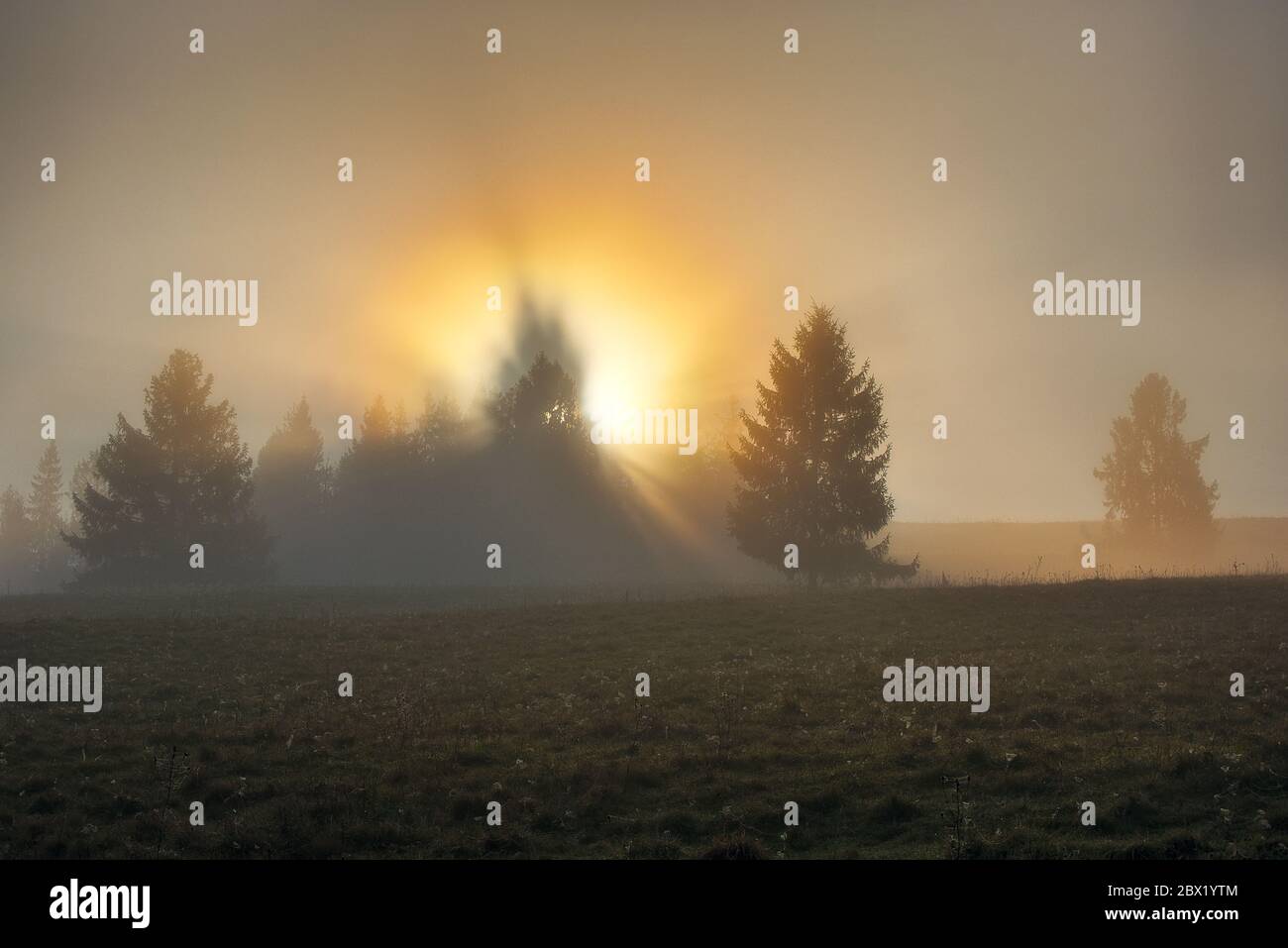 light beams through the trees in the wood Stock Photo - Alamy