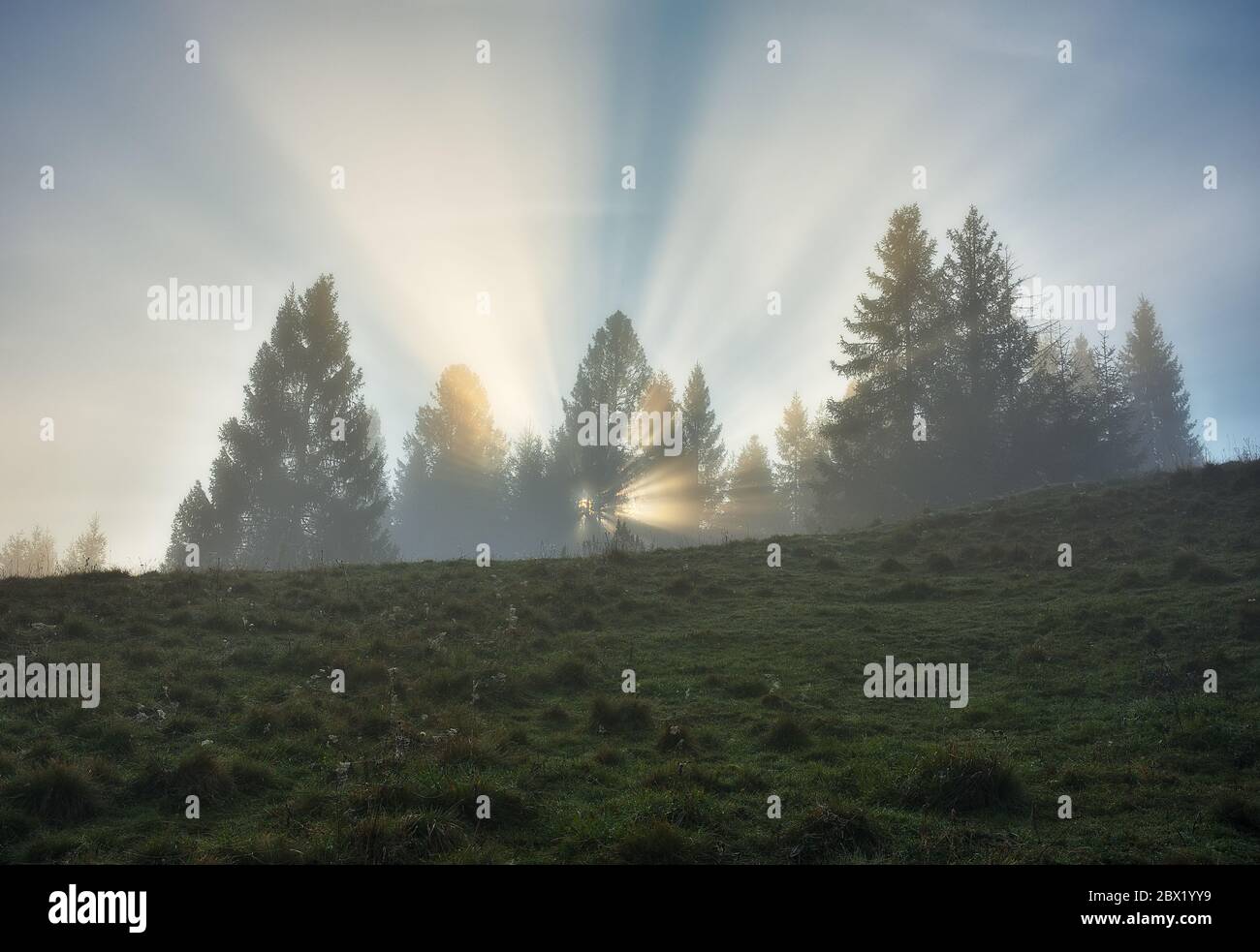 light beams through the trees in the wood Stock Photo - Alamy