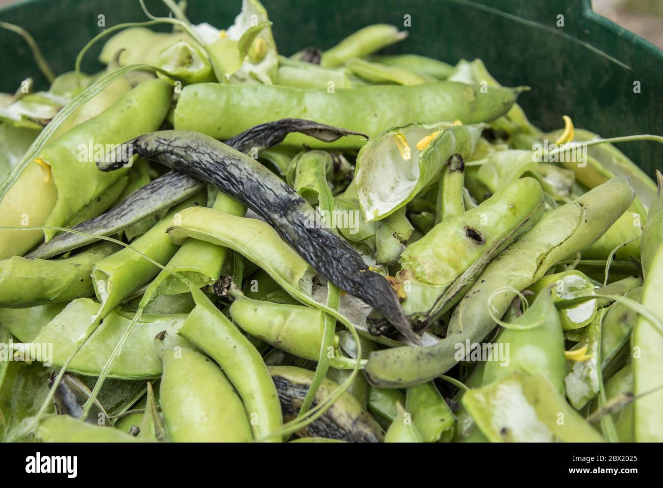 London, UK. 4 June, 2020. A trug full of empty broad bean pods after ...
