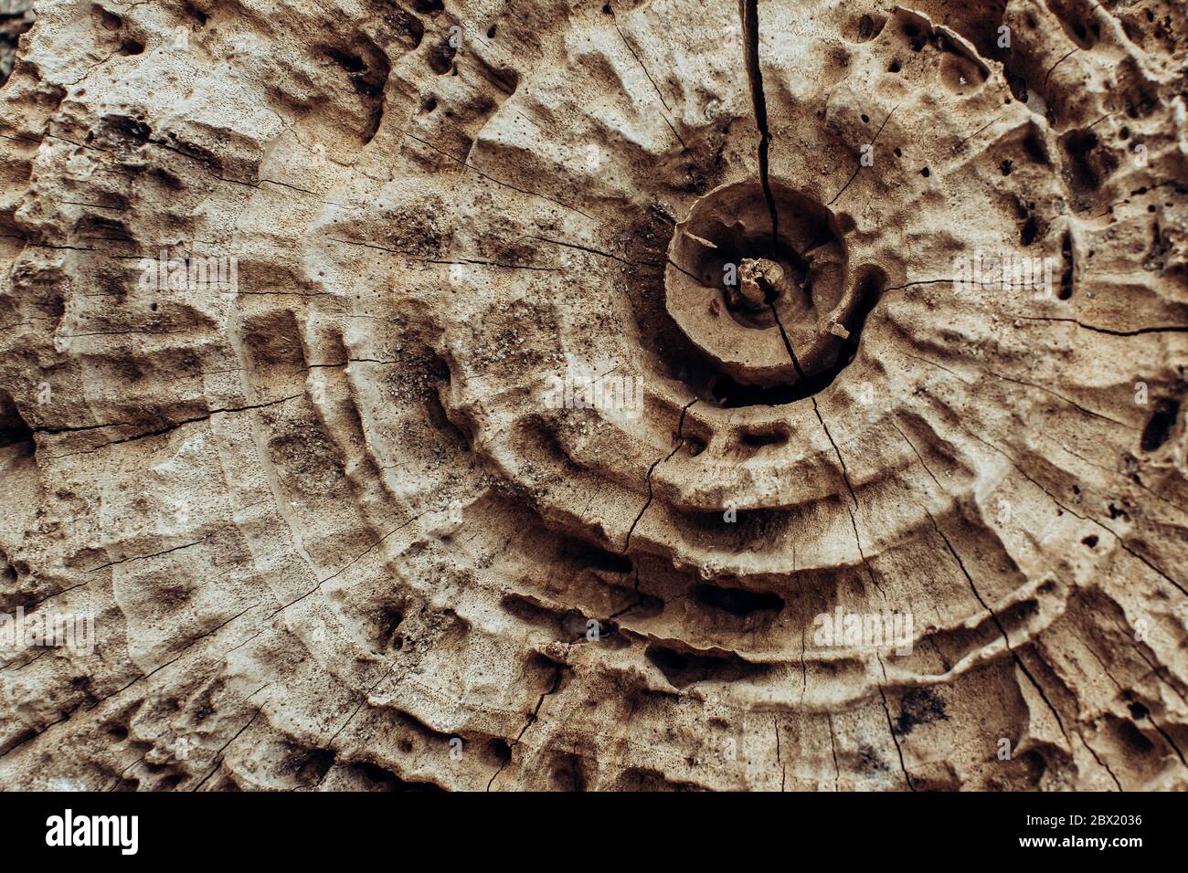 Stump of oak tree felled - section of the trunk with annual rings ...