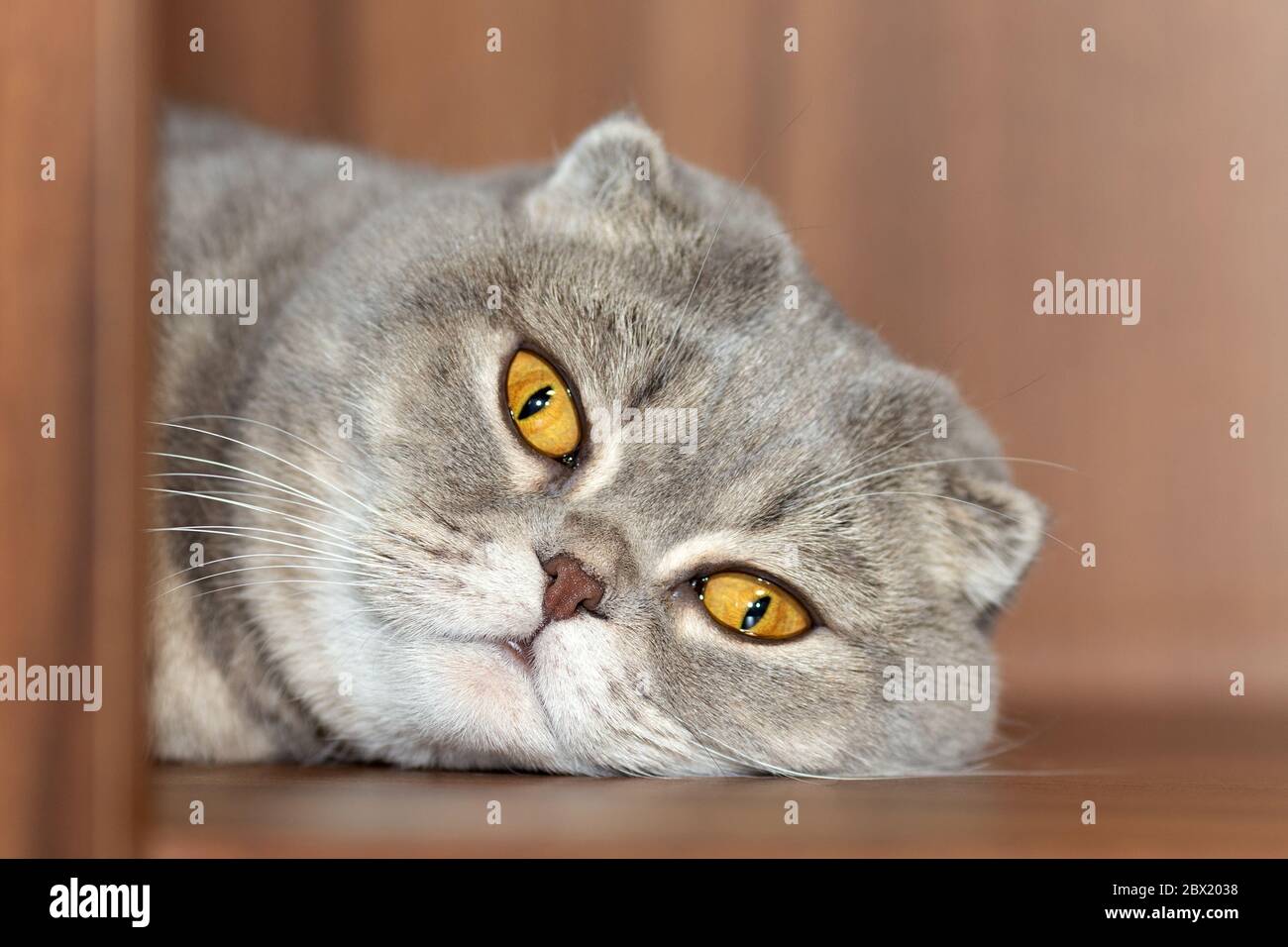 The Scottish Fold cat put his head on the floor and is sad Stock Photo ...