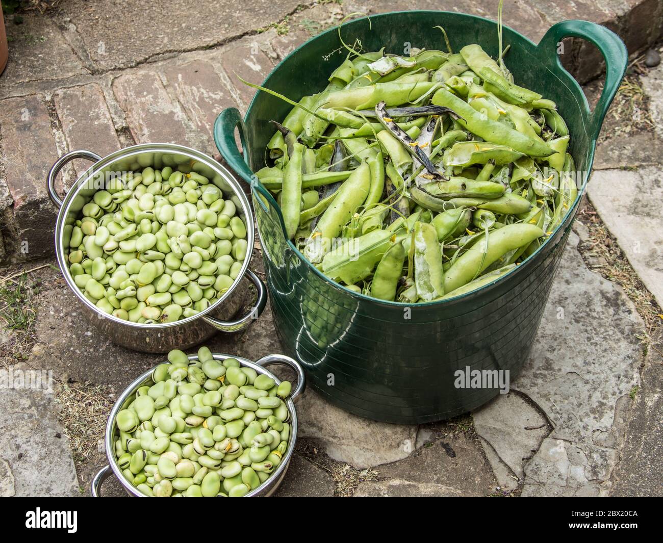 London, UK. 4 June, 2020. A trug full of empty broad bean pods after ...