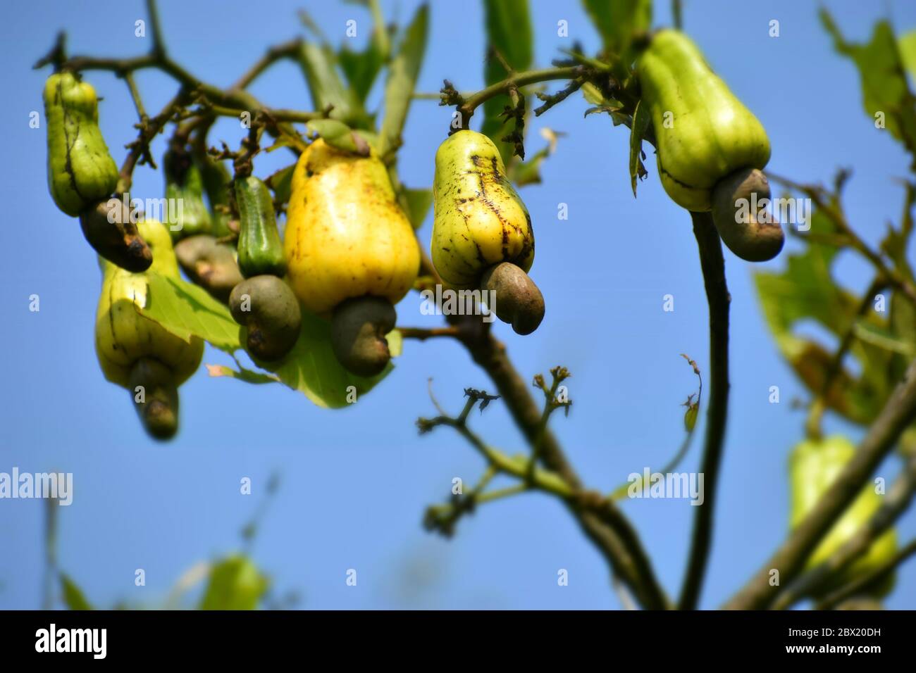 Cashew tree asia hi-res stock photography and images - Alamy