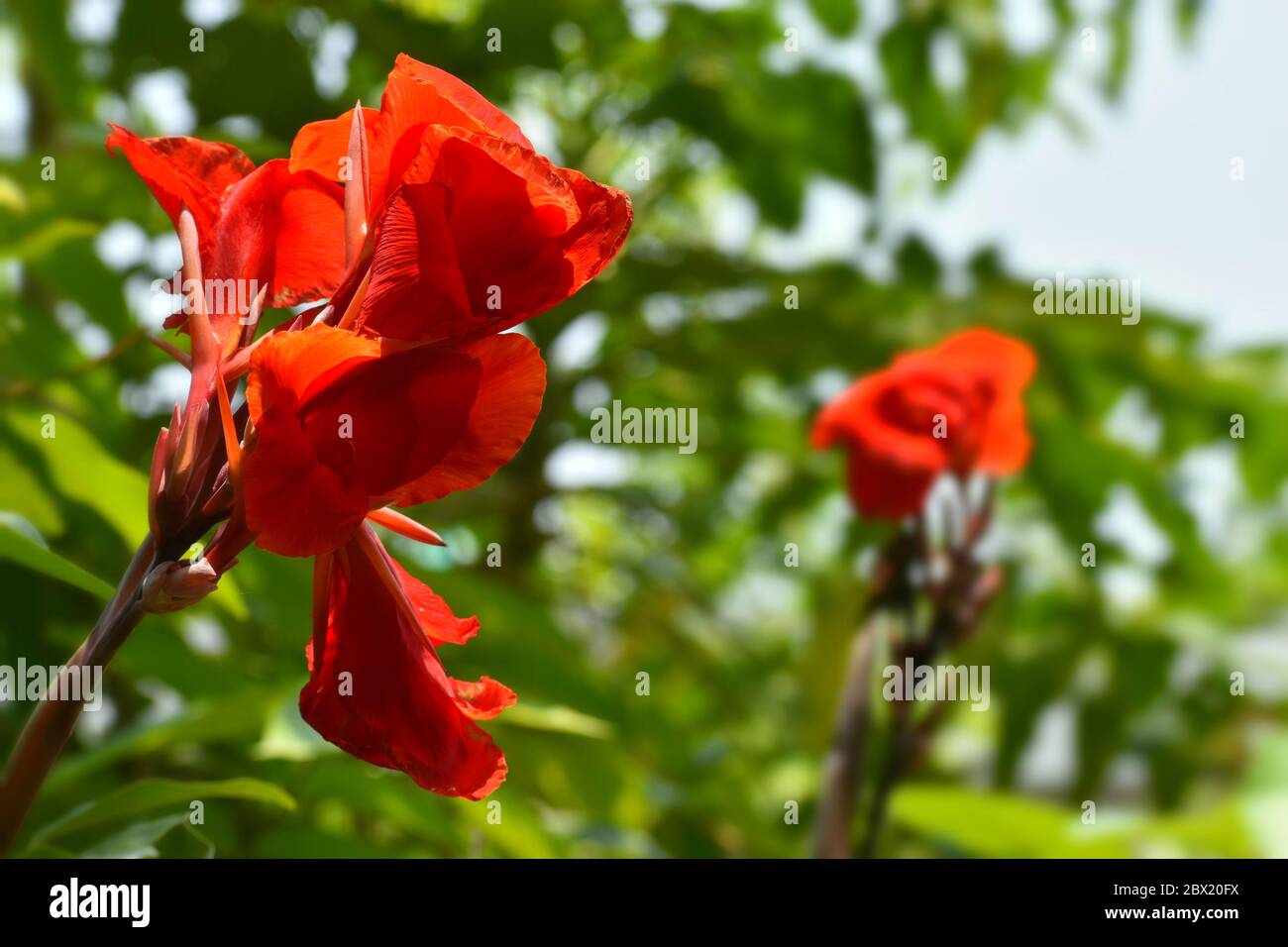 Tulip wild romance hi-res stock photography and images - Alamy