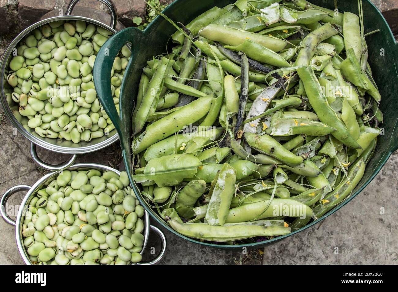 London, UK. 4 June, 2020. A trug full of empty broad bean pods after ...