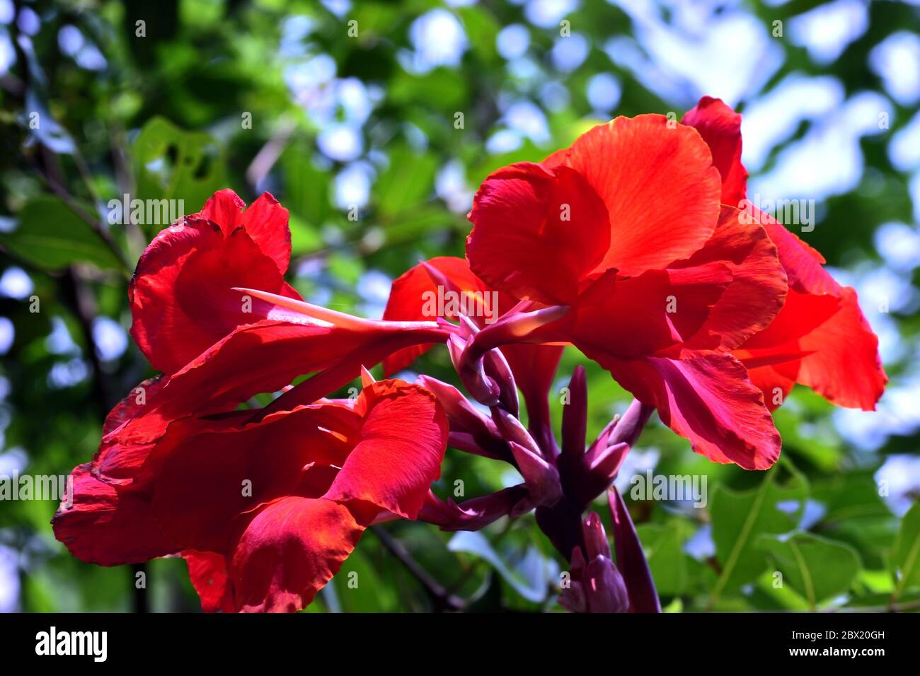 spring time red color flower in india Stock Photo - Alamy