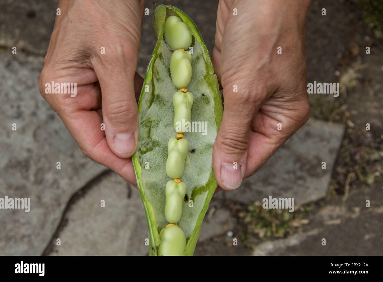 London, UK. 4 June, 2020. Hands holding a ful, open pod of broad beans ...
